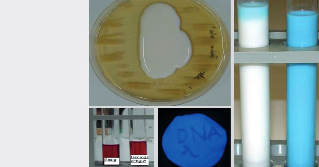 Experimentelle Mikrobiologie und Genetik im Biologieunterricht des ...