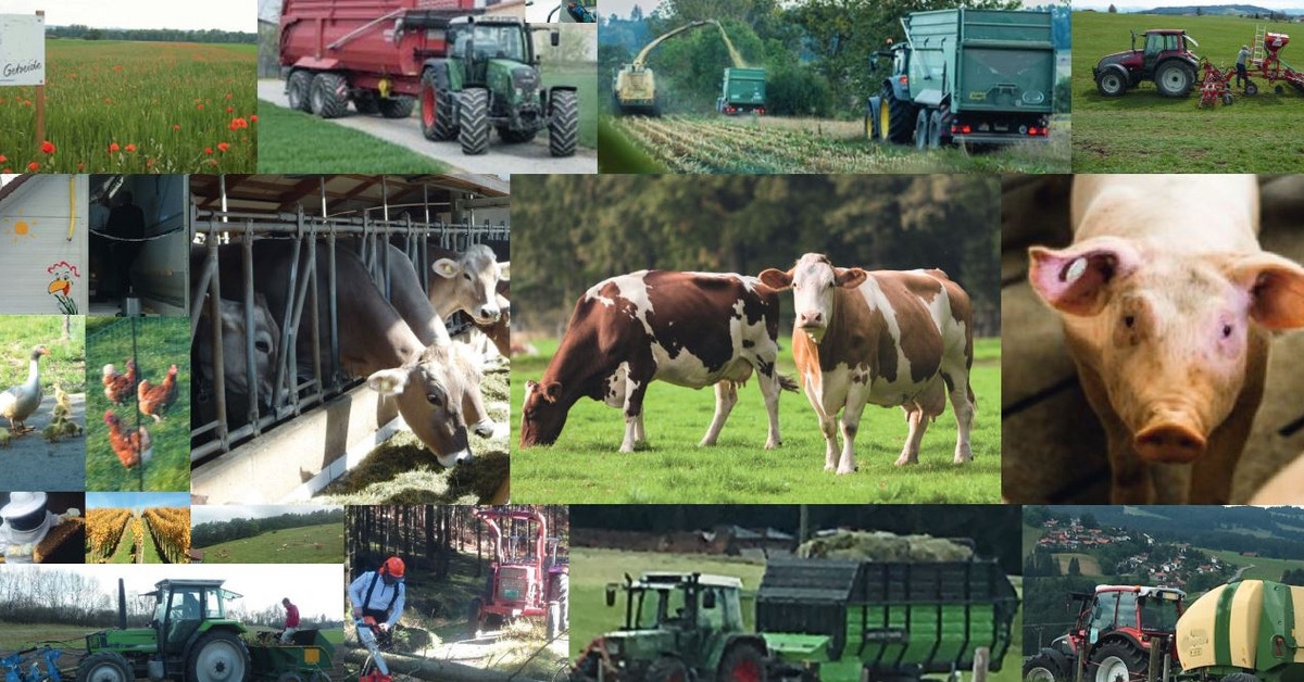 Umsetzungshilfen zum Fachstufenlehrplan für den Ausbildungsberuf ...